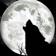 About – The Wild Is Calling